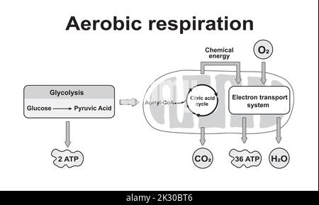 Aerobic Respiration Scheme. Colorful Symbols. Vector Illustration Stock ...