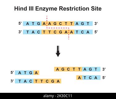 Hind III Enzyme Restriction Site. Vector Illustration Stock Vector ...
