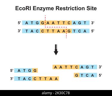EcoRI Enzyme Restriction Site. Vector Illustration Stock Vector Image ...