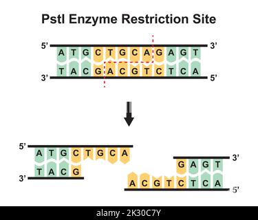 PstI Enzyme Restriction Site. Vector Illustration Stock Vector Image ...