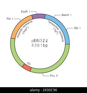Colorful Deseigning of Plasmid pBR322 Structure. Vector Illustration Stock Vector Image & Art ...