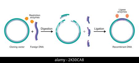 Molecular Illustration of Gene Cloning. From Plasmid to Recombinant DNA ...