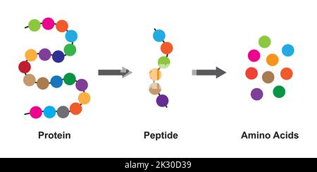 Scientific Designing of Biochemial Structure of Amino acids, Peptides ...