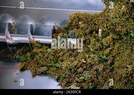 Green grapes in auger grape transportation machinery in modern winery ...