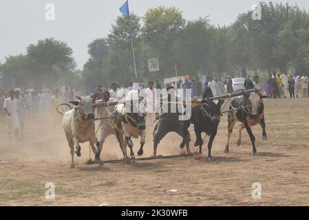 Tandlianwala, Pakistan. 23rd Sep, 2022. Pakistani farmer guides their ...