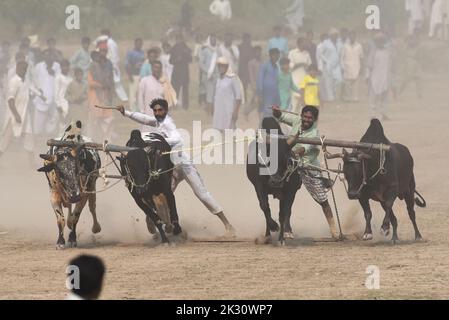 Tandlianwala, Pakistan. 23rd Sep, 2022. Pakistani farmer guides their ...