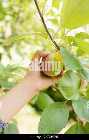 Hand plucking apple from a tree Stock Photo - Alamy