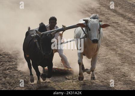Tandlianwala, Punjab, Pakistan. 23rd Sep, 2022. Pakistani farmer guides ...