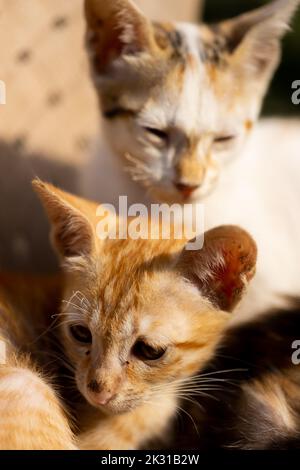 A portrait of two brown furry kittens with strips sitting together ...