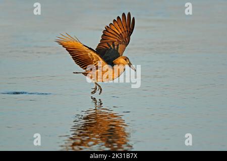 Hamerkop bird in Kruger national park, South Africa ; Specie Scopus ...