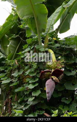 Mocha hanging from banana tree. It is the Bengali name of banana flower ...