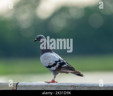 Columbidae is a bird family consisting of pigeons and doves Stock Photo ...