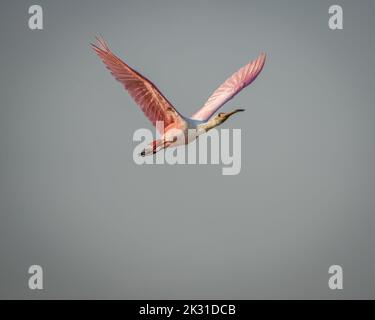 spoonbills flying high in sky Stock Photo - Alamy