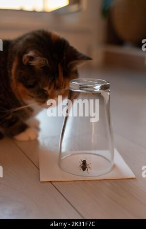 inverted glass beaker Stock Photo - Alamy