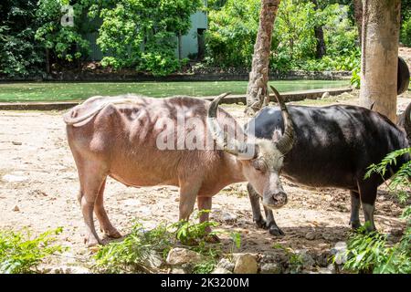 Water buffalo is a large bovid originating in the Indian subcontinent ...