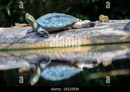 The Burmese roofed turtle (Batagur trivittata) is one of six species of ...