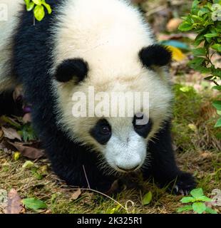 A cute little panda is playing on the ground Stock Photo - Alamy