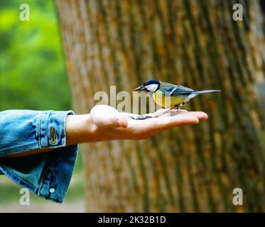 Titmouse bird eating from a yellow, round-shaped feeding net standing ...