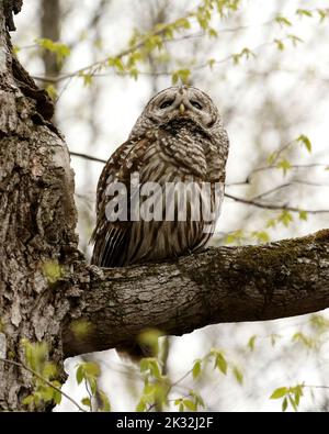 Beautiful Mother Barred Owl Stock Photo - Alamy