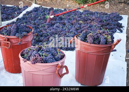 Freshly harvested grapes spread in the threshing floors. sultana grapes ...