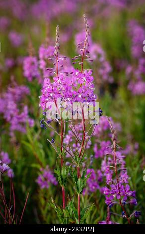 A vertical shot of purple fireweed flowers blooming at a field Stock ...