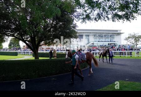 Runners are led around the parade ring ahead of the bet365 ...
