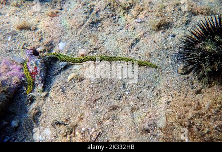 Rare underwater image of Green palmate worm in to the Mediterranean sea ...