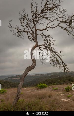 Mesquite tree in the hill country of Texas Stock Photo - Alamy