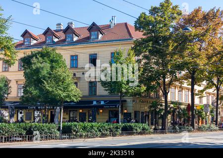 Wien, Wiedner Hauptstraße, Cafe Wortner, Tulpenbeet Stock Photo - Alamy