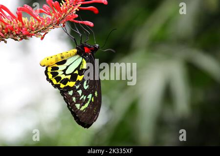 Priam's birdwing (Ornithoptera priamus priamus) is a butterfly native ...