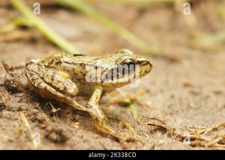 Closeup on small just metamorphosed froglet of hte Common European ...