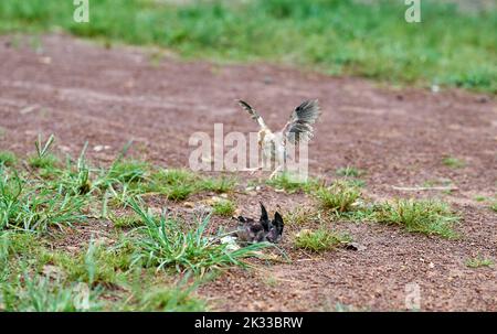 Baby chickens learn to fight each other on a free range farm Stock ...