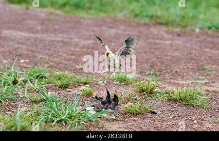 Baby chickens learn to fight each other on a free range farm Stock ...