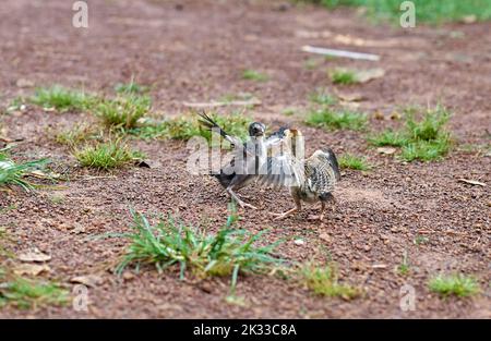 Baby chickens learn to fight each other on a free range farm Stock ...