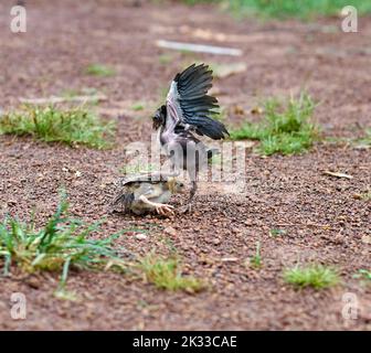 Baby chickens learn to fight each other on a free range farm Stock ...