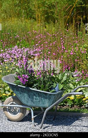Digitalis plants in a wheel barrow in a perrenial garden Stock Photo ...