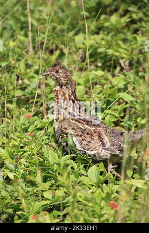 Ruffed grouse / Kragenhuhn ( Bonasa umbellus ), perched in a cottonwood ...