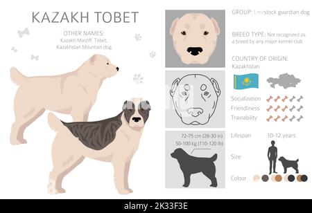 Kazakh Tobet clipart. Different coat colors set. Vector illustration ...