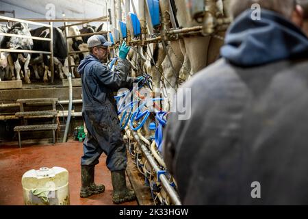 Farm hands working at milking station in dairy farm Stock Photo - Alamy
