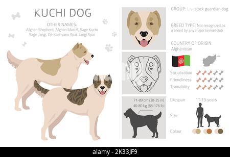 Kuchi dog clipart. Different coat colors set. Vector illustration Stock ...