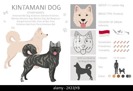 Kintamani Bali dog clipart. Different coat colors set. Vector ...