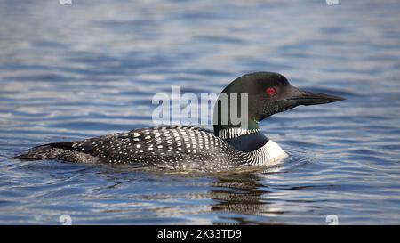 Eistaucher / Common Loon / Gavia immer Stock Photo - Alamy