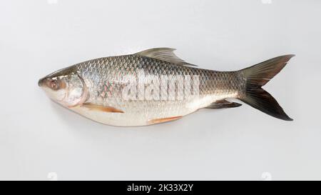The rohu, rui, or roho labeo is a species of fish of the carp family ...