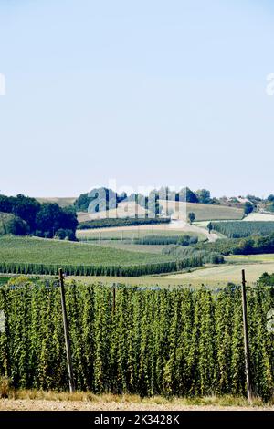 Hop pole panorama Stock Photo - Alamy