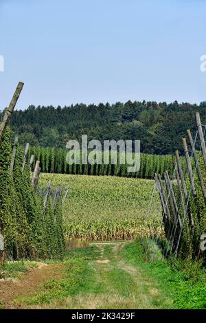 Hops ripe for harvesting, overview hop garden, panorama hop field, hill ...