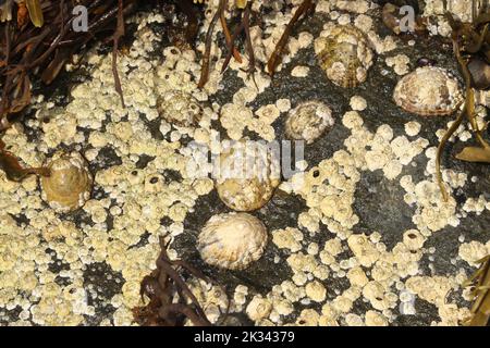 Common barnacles (Semibalanus balanoides) and mussels surrounded by ...