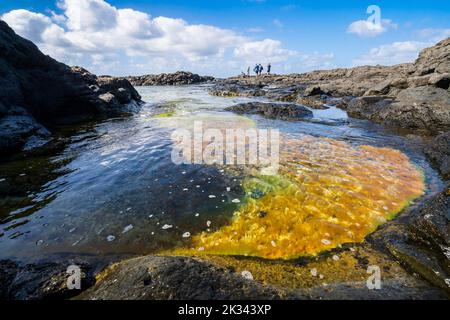 Natural pools Charcones with green algae in Lanzarote, Canary Islands ...