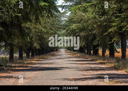 Avenue of trees with conifers, near Valensole, Provence, Provence-Alpes ...