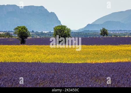 Field with yellow yarrow (Eriophyllum confertiflorum) and true common ...