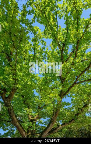 Oak tree (Quercus), backlit, Allgaeu, Bavaria, Germany Stock Photo - Alamy